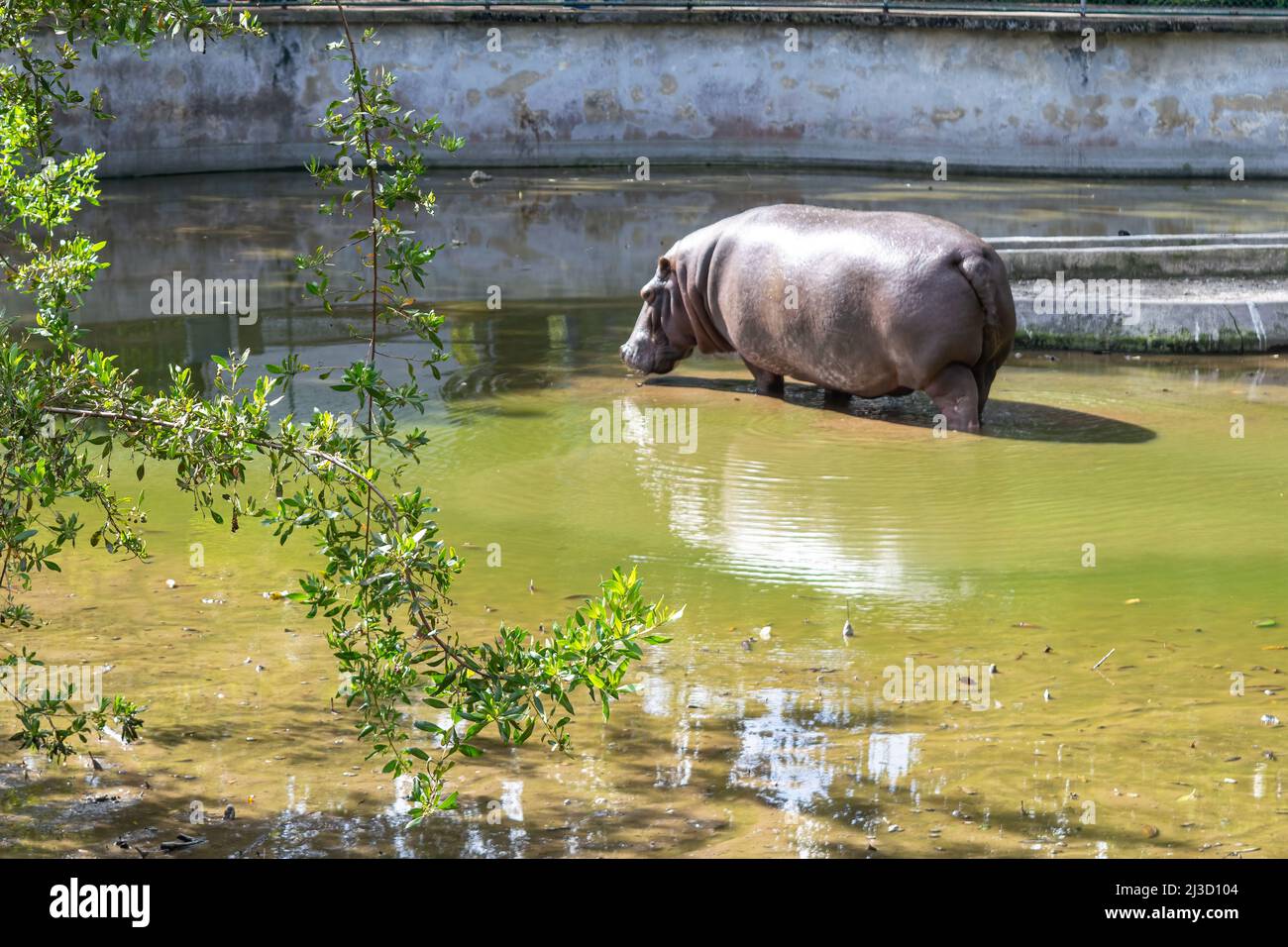 Hippo or Hippopotamus animal in an artificial pond in the Havana Zoo ...