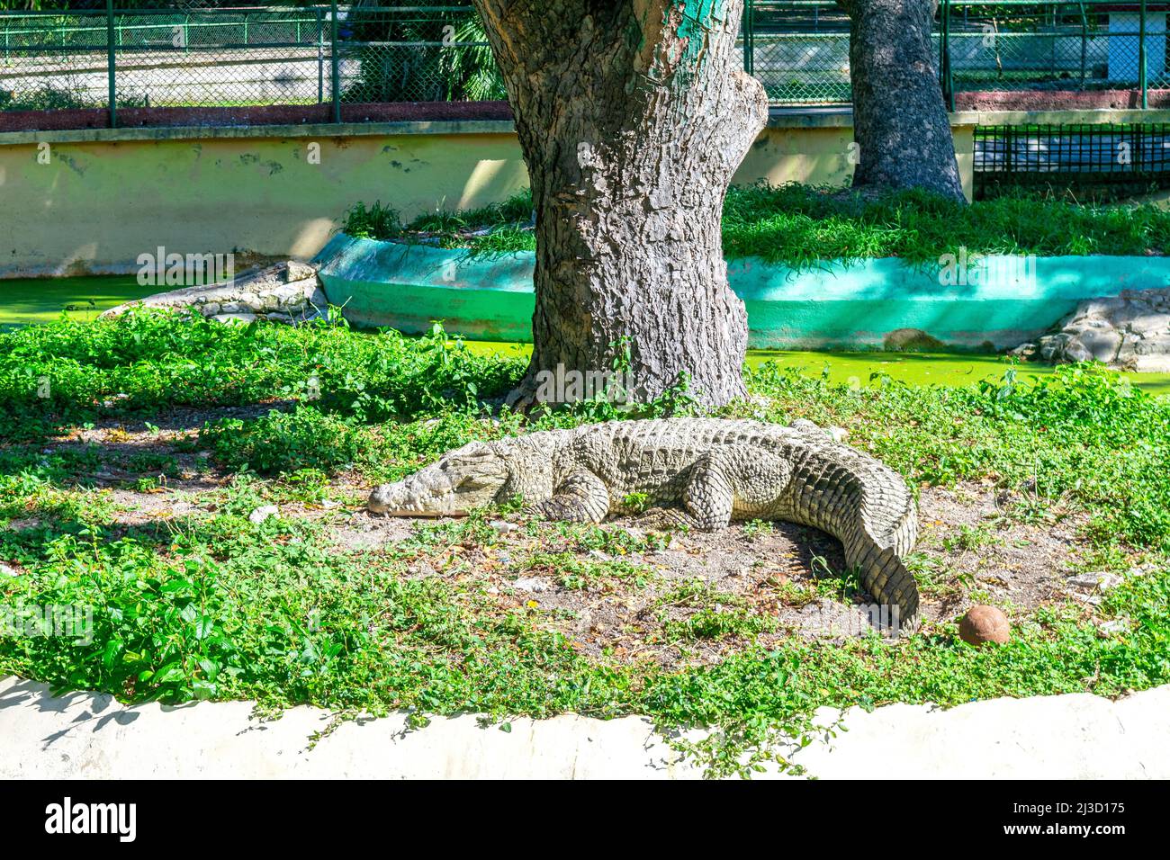 A crocodile is seen under a tree in the Havana Zoo. The famous place is ...