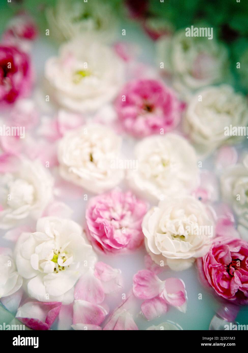 Perfumery, body care concept. Pattern of tender white and pink garden ...