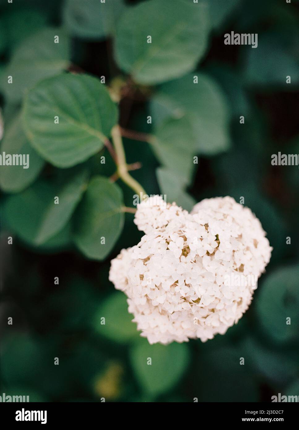 Closeup of queen anne lace hi-res stock photography and images - Alamy