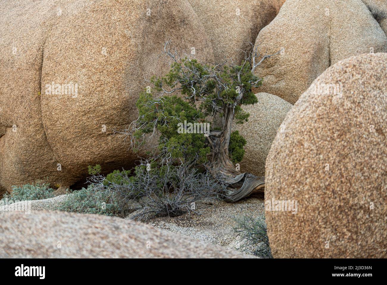A lone beautiful tree grows out of a crack in the boulders in Jumbo ...