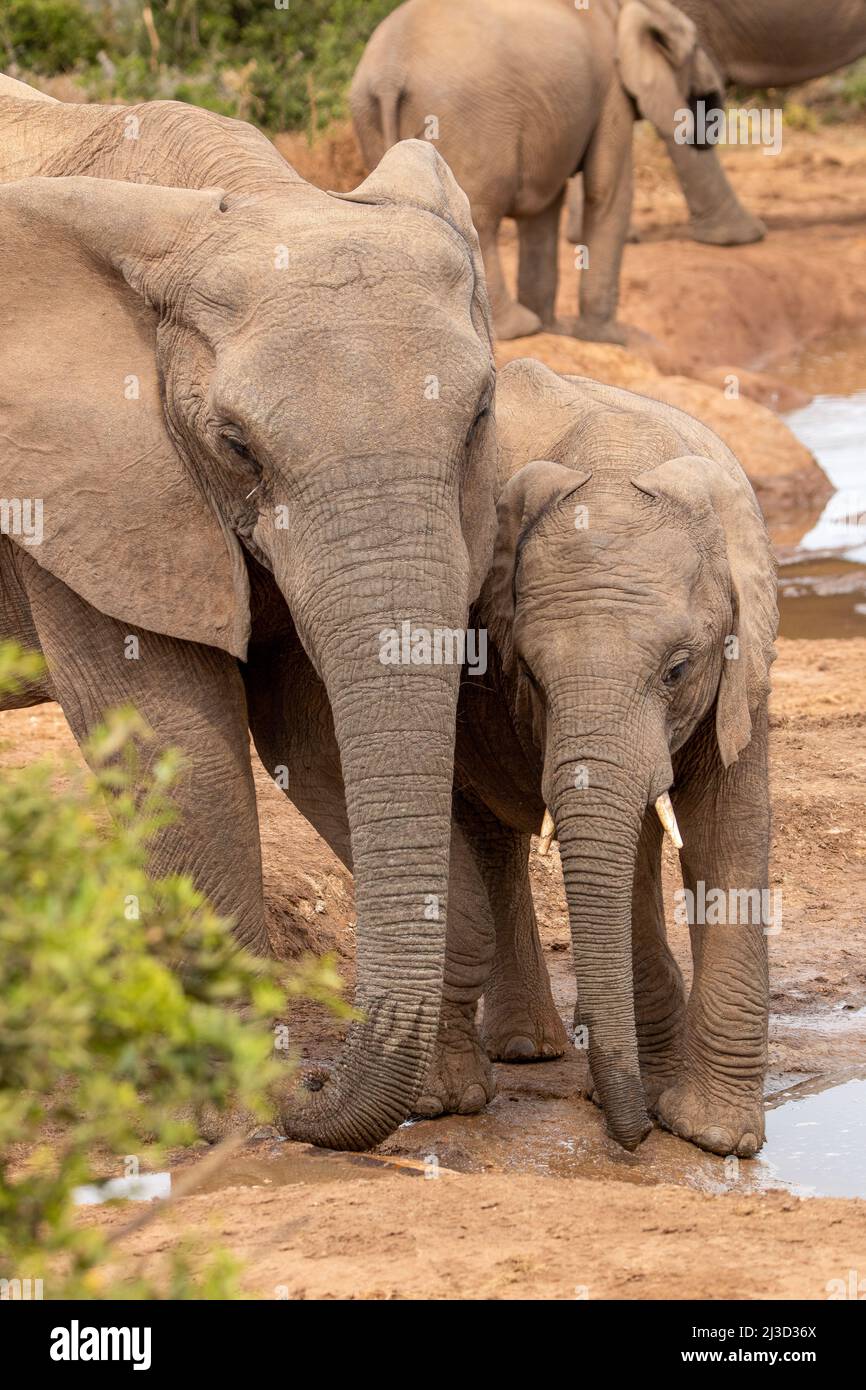 African elephant, Addo Elephant National Park Stock Photo - Alamy
