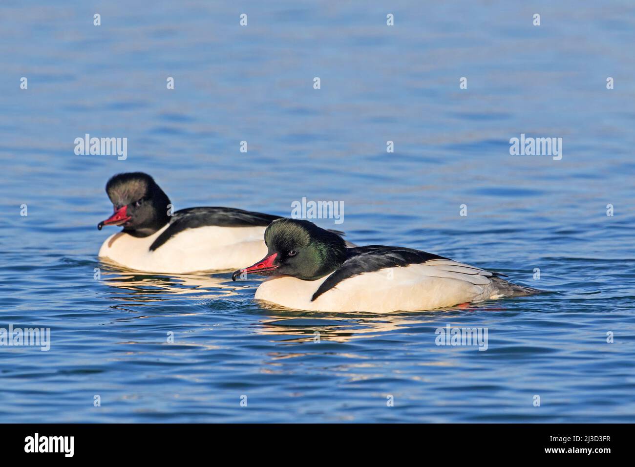 Two goosanders hi-res stock photography and images - Alamy