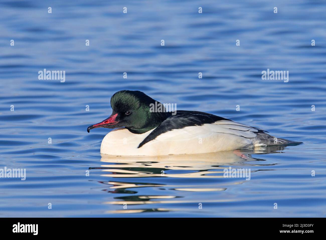 Common merganser / goosander (Mergus merganser merganser) male / drake ...
