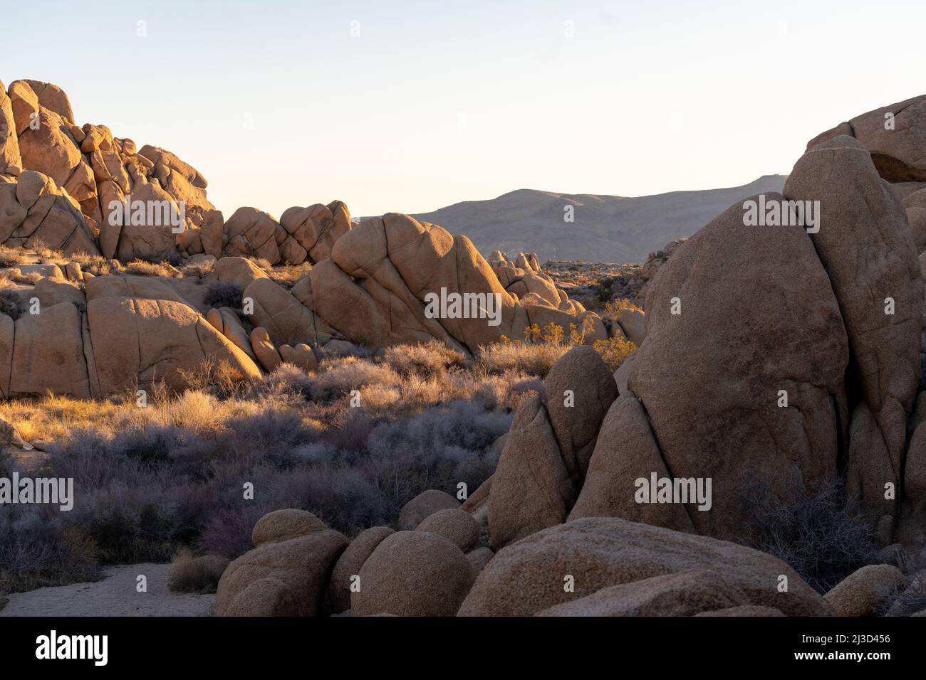 The dawn sun rises across the huge borders dotted with desert plants in ...