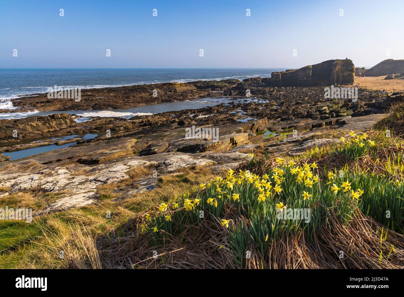 Daffodils on the Northumberland Coast Path looking towards Rumbling ...
