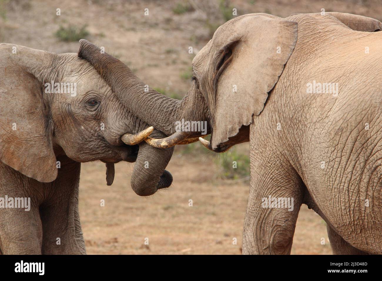 African elephant, Addo Elephant National Park Stock Photo - Alamy
