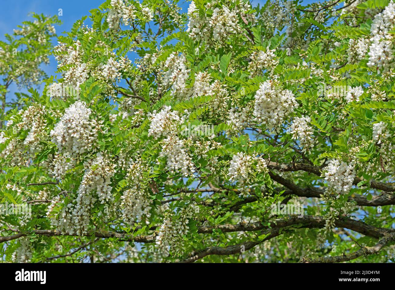 Blooming black locust, Robinia pseudoacacia, in spring Stock Photo - Alamy