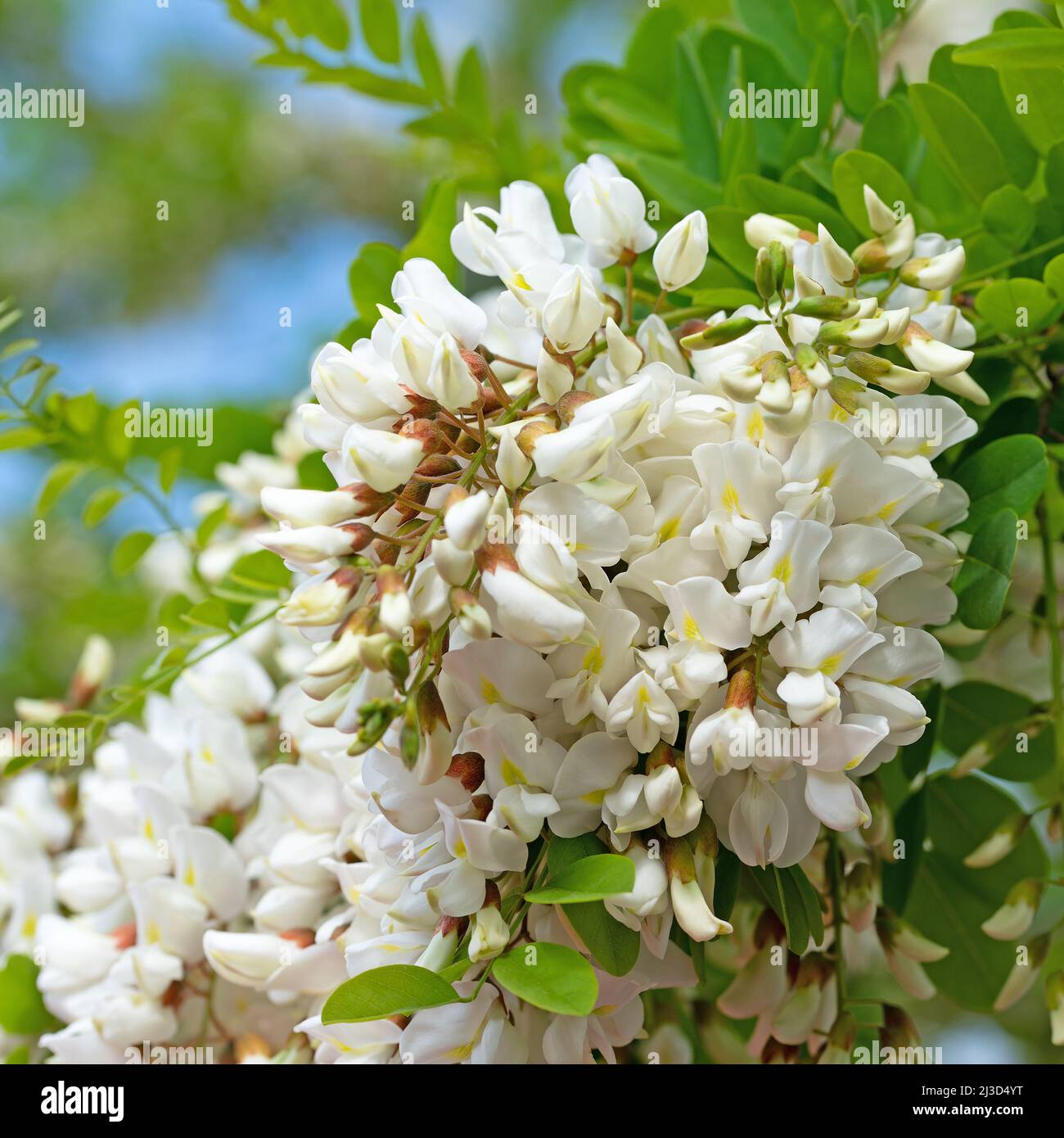 Blooming black locust, Robinia pseudoacacia, in spring Stock Photo - Alamy