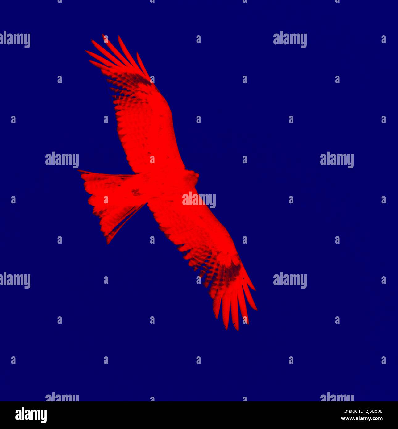 A bird of prey in flight. Close-up. Illustration of thermal image Stock ...
