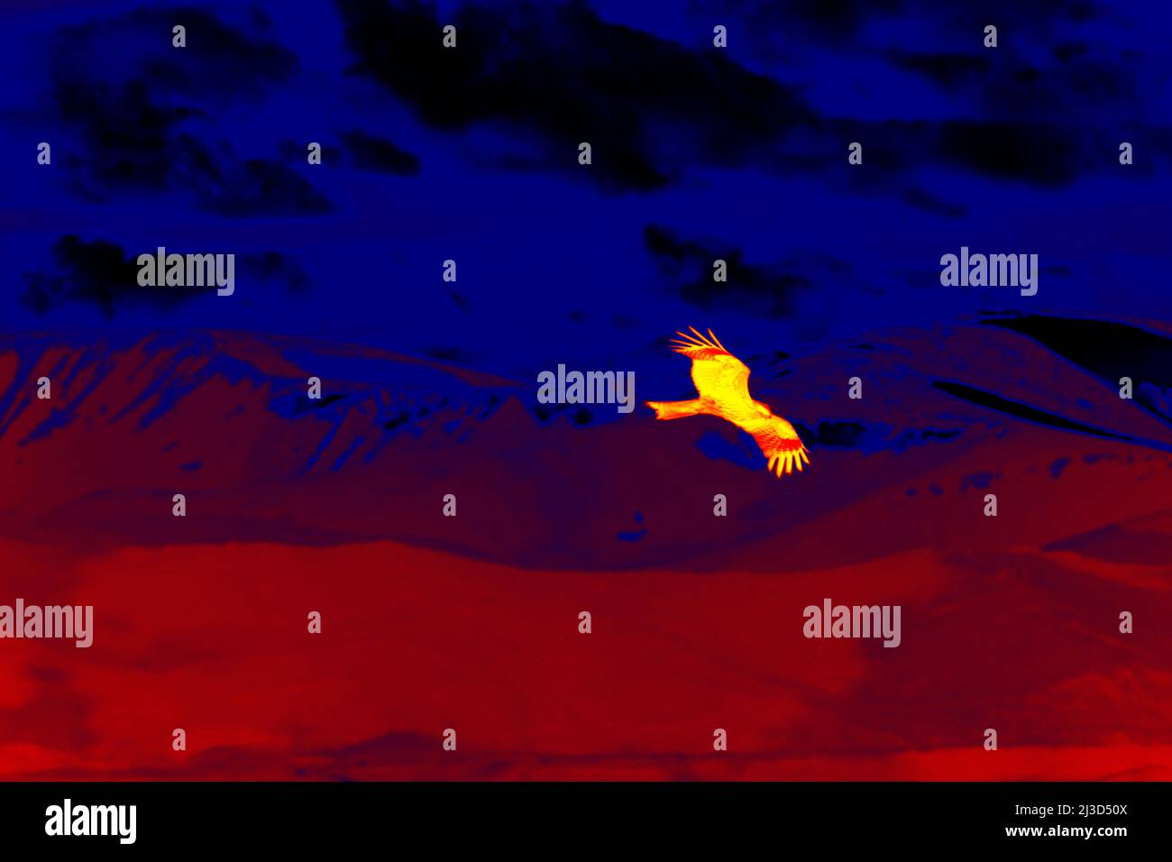 A bird of prey in flight. Close-up. Illustration of thermal image Stock ...