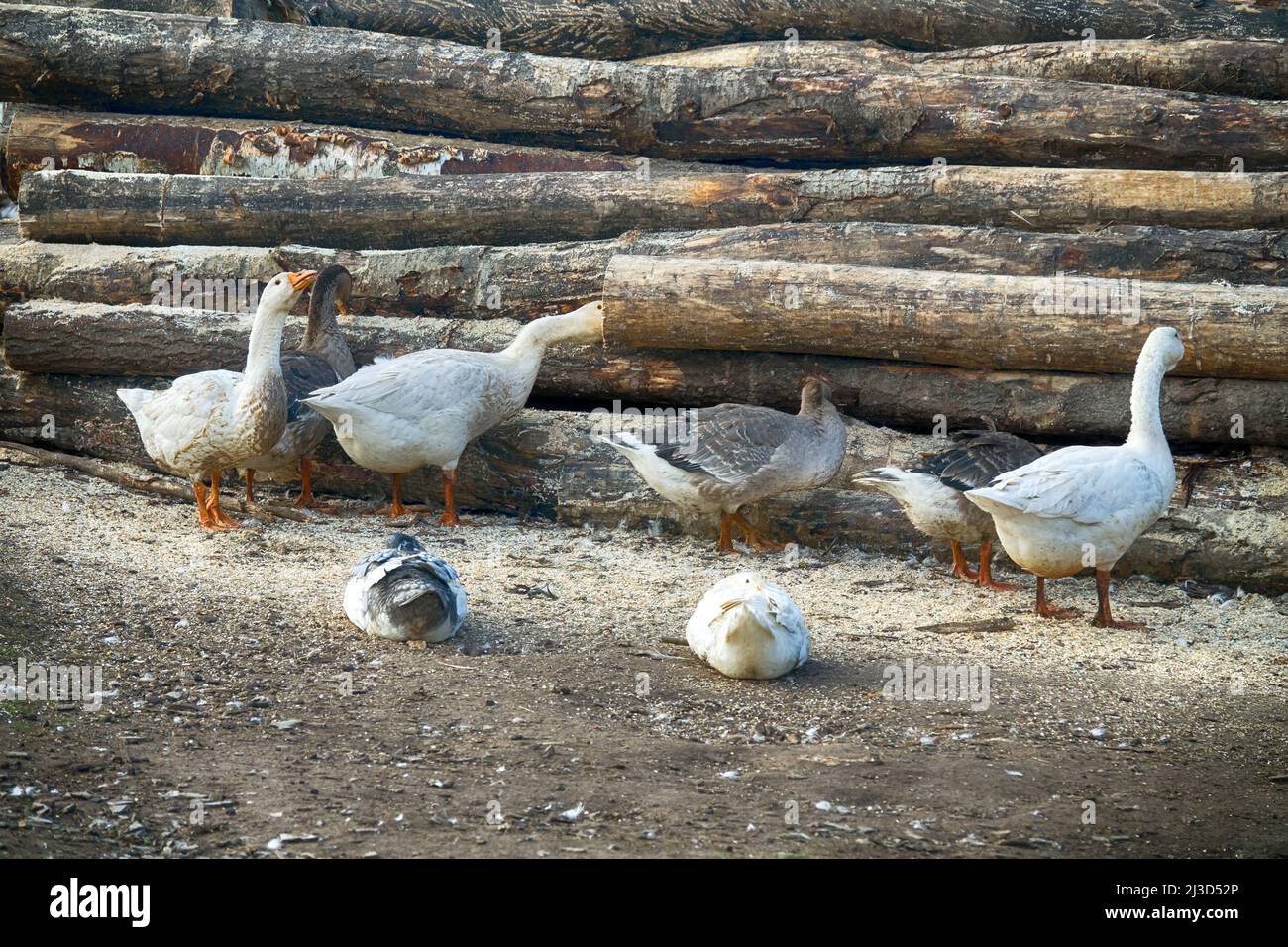 Pluck geese hi-res stock photography and images - Alamy