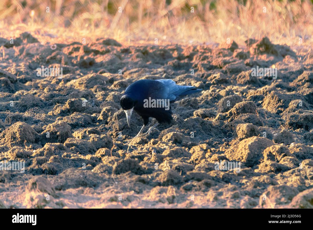 Rooks eat earthworms on lawn. Bird forcefully drives beak into soil ...