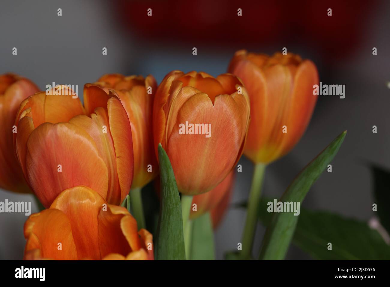 Fragments of a flower bouquet with beautiful tulips Stock Photo - Alamy