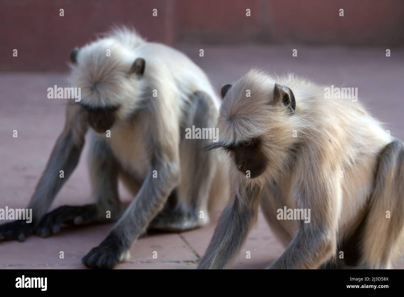 From the life of Langur monkeys (Black-shanked douc (Semnopithecus ...