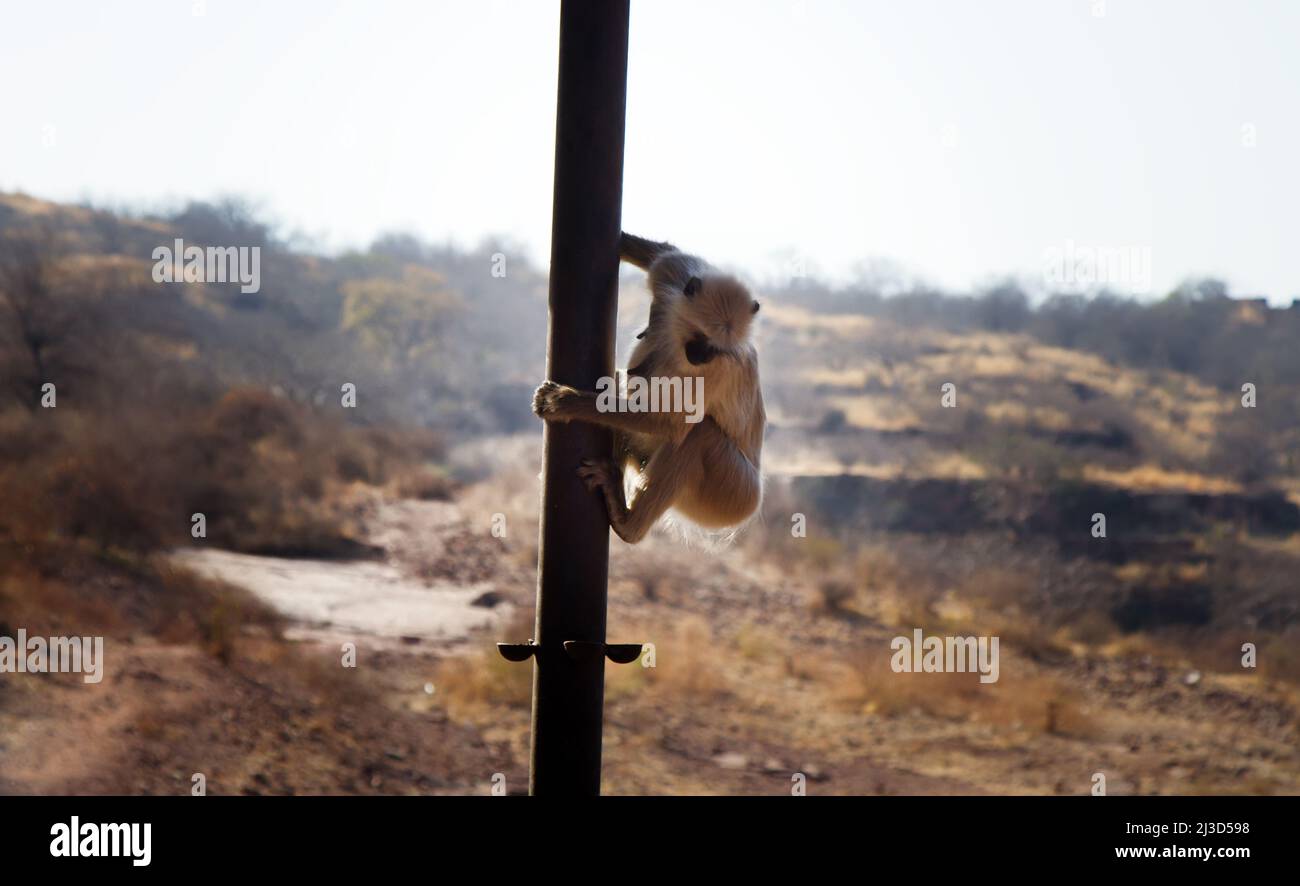 Monkey goes down hi-res stock photography and images - Alamy