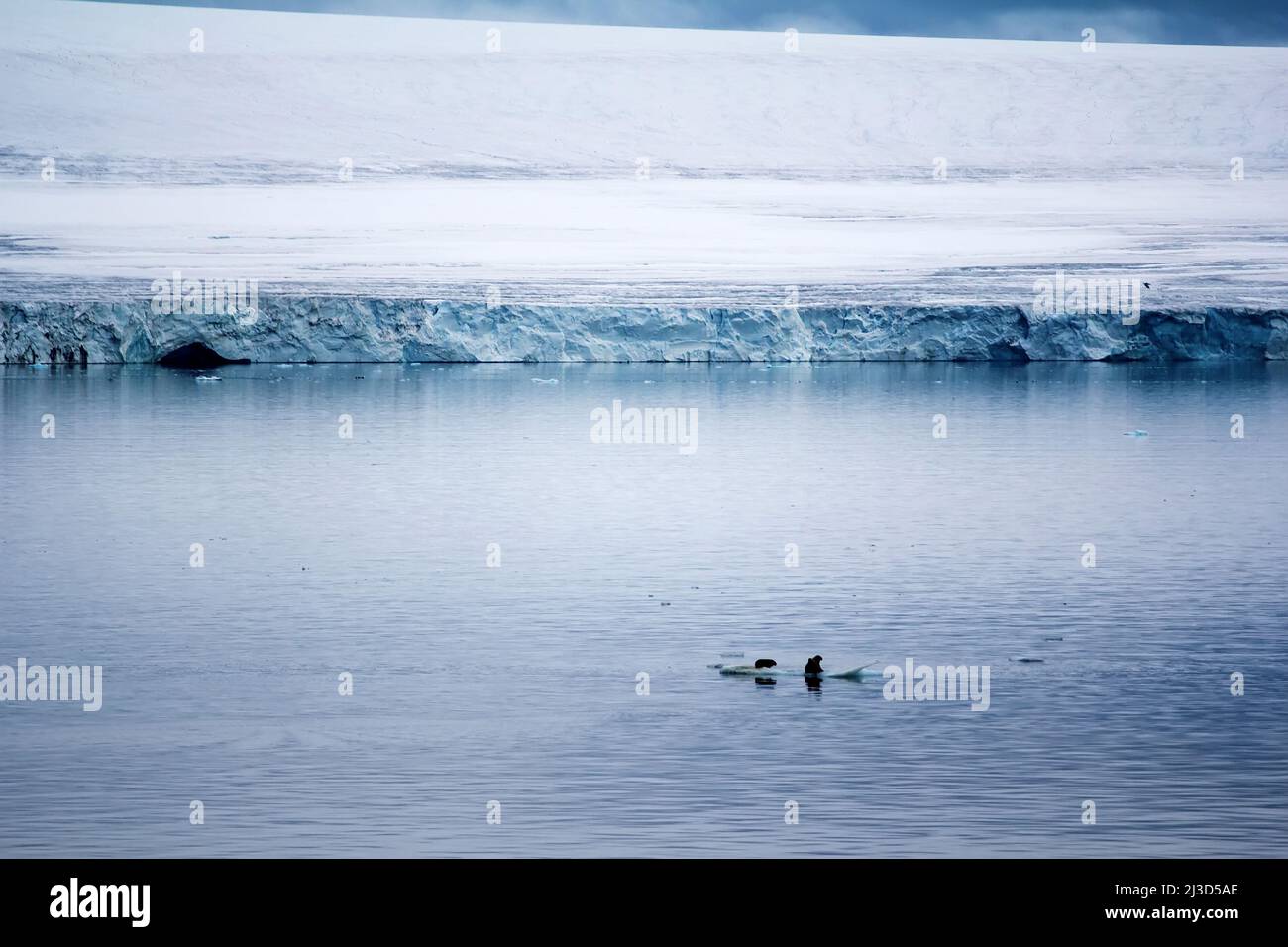 Glacier, Ice front and walruses on a small ice floe Stock Photo - Alamy