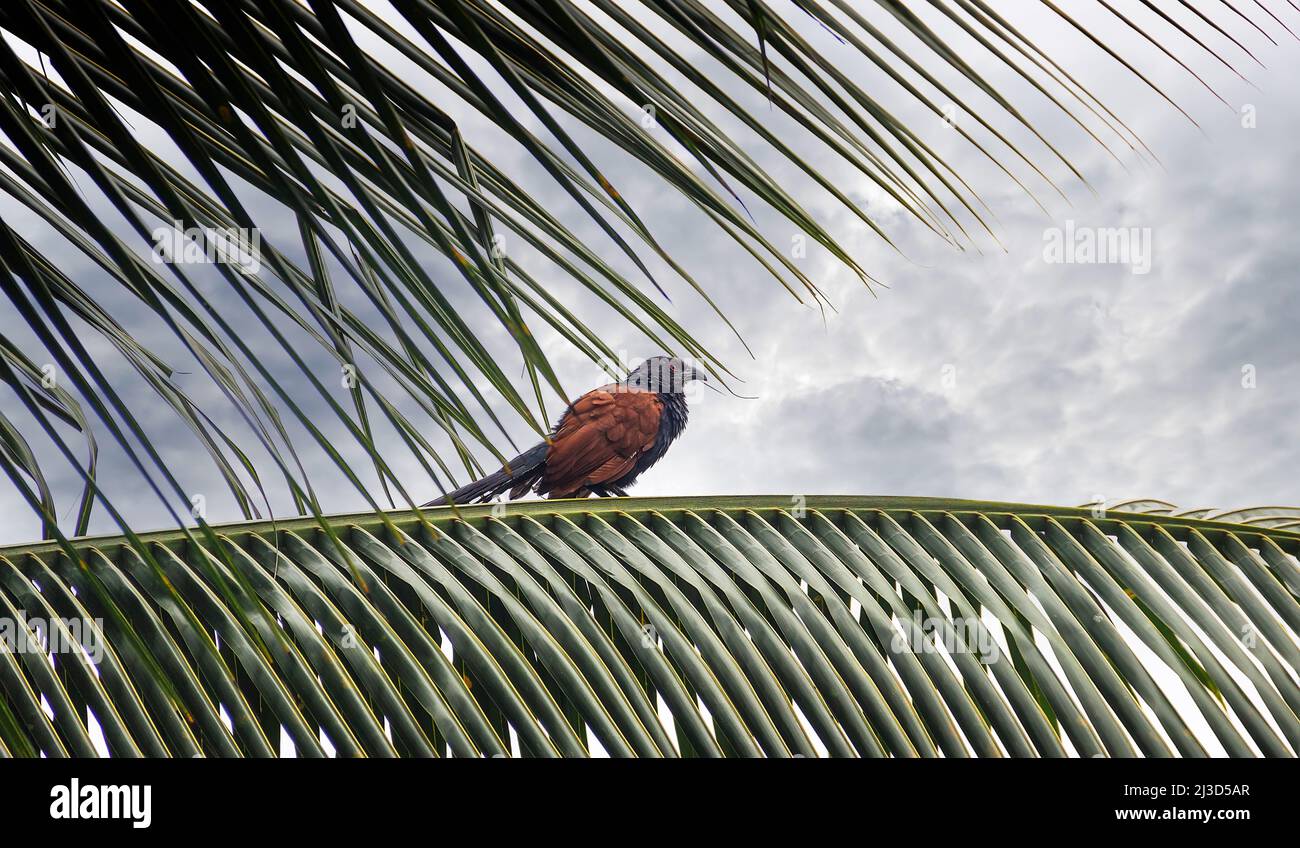 Winter tropical treescape and Greater Coucal bird (Centropus sinensis ...