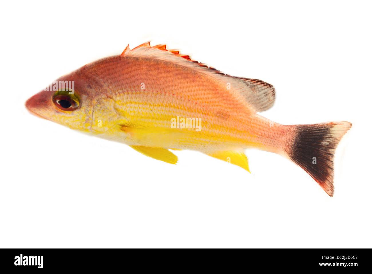 Yellow predatory fish with orange stripes and fins (like cichlid) from ...
