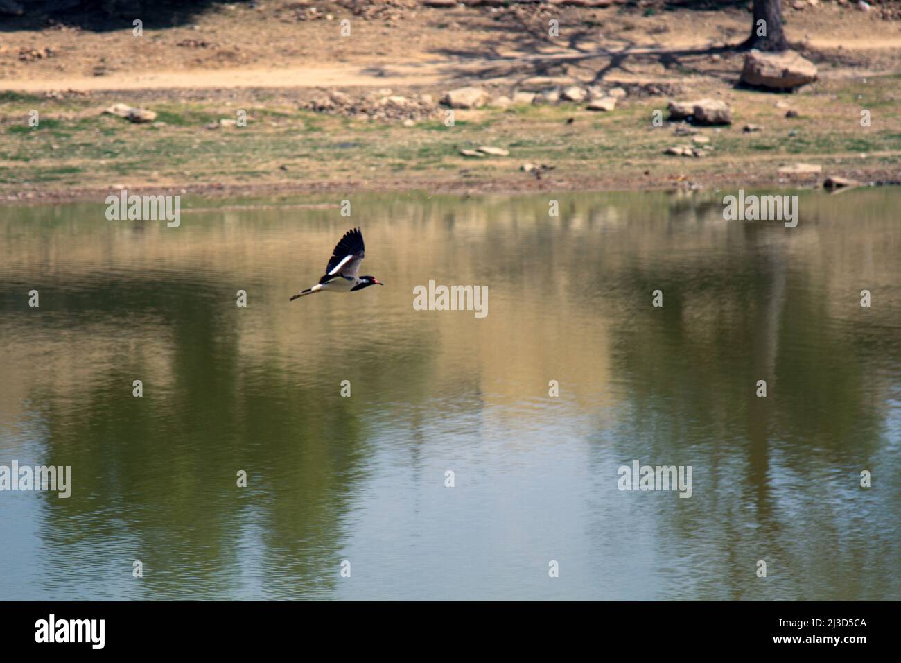 Red-wattled lapwing (Vanellus indicus) in flight. India Stock Photo - Alamy