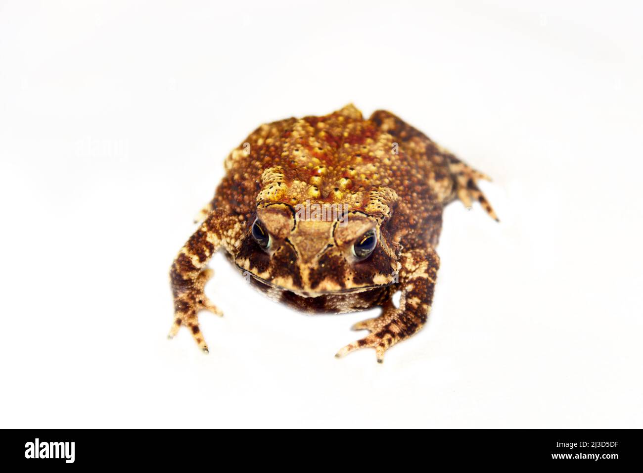 Schneider's (dwarf) toad (Duttaphrynus scaber). Duttaphrynus ...