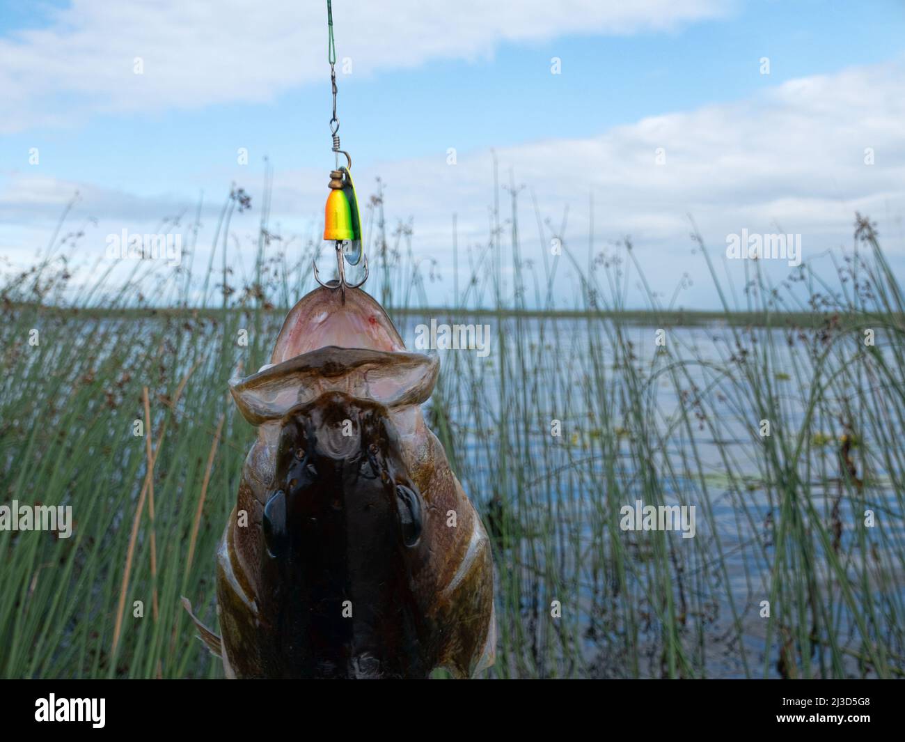 Trophy fishing. This European Perch (rivers perch) weighing 1.2 ...