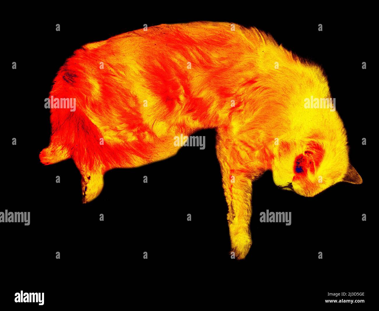 A cat in a night house, a sleeping cat. Illustration of thermal image ...
