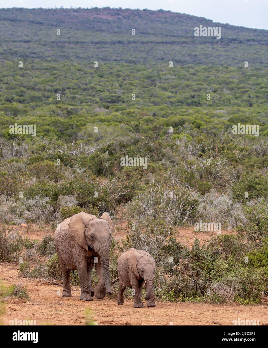 African elephant, Addo Elephant National Park Stock Photo - Alamy