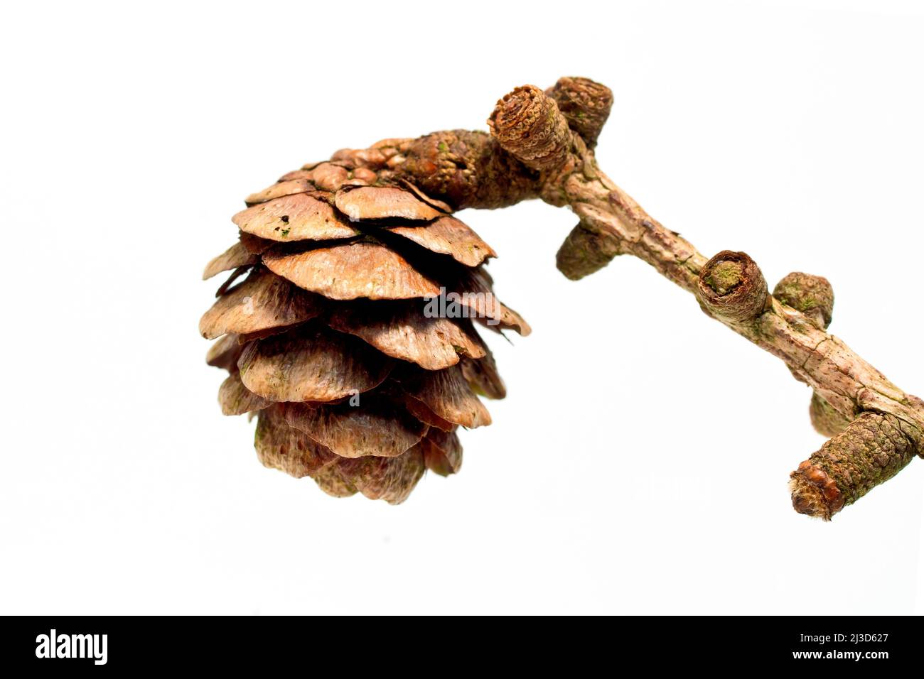 European Larch (larix decidua), close up of a single cone still ...