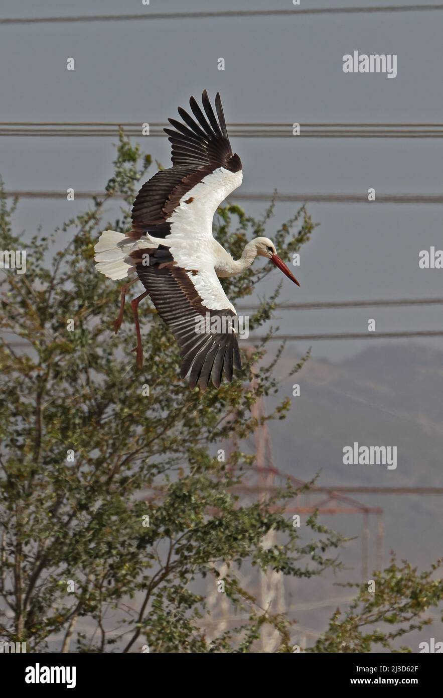 White Stork (Ciconia ciconia ciconia) sub-adult bird landing in ...