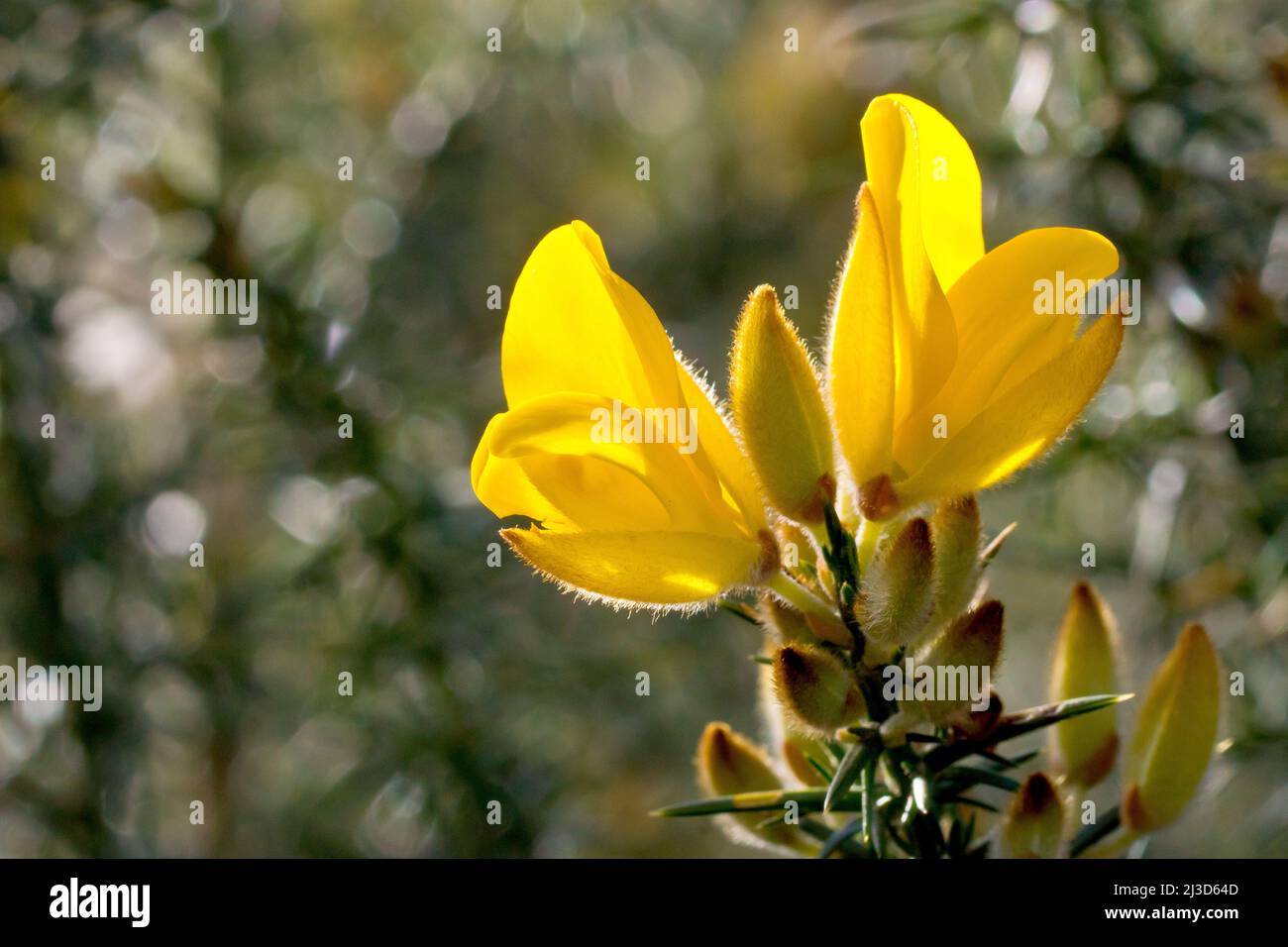 Ulex backlit hi-res stock photography and images - Alamy