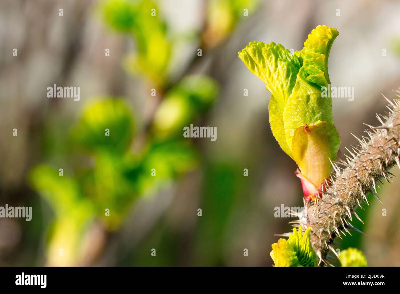 Wild Rose (rosa rugosa), also known as Japanese Rose, close up of the ...