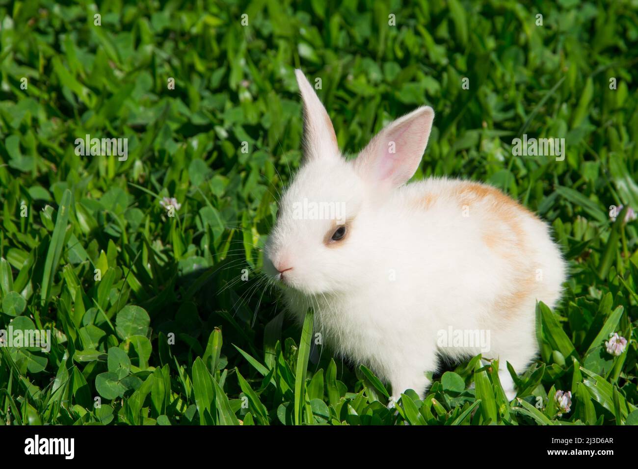Charming rodent species hi-res stock photography and images - Alamy