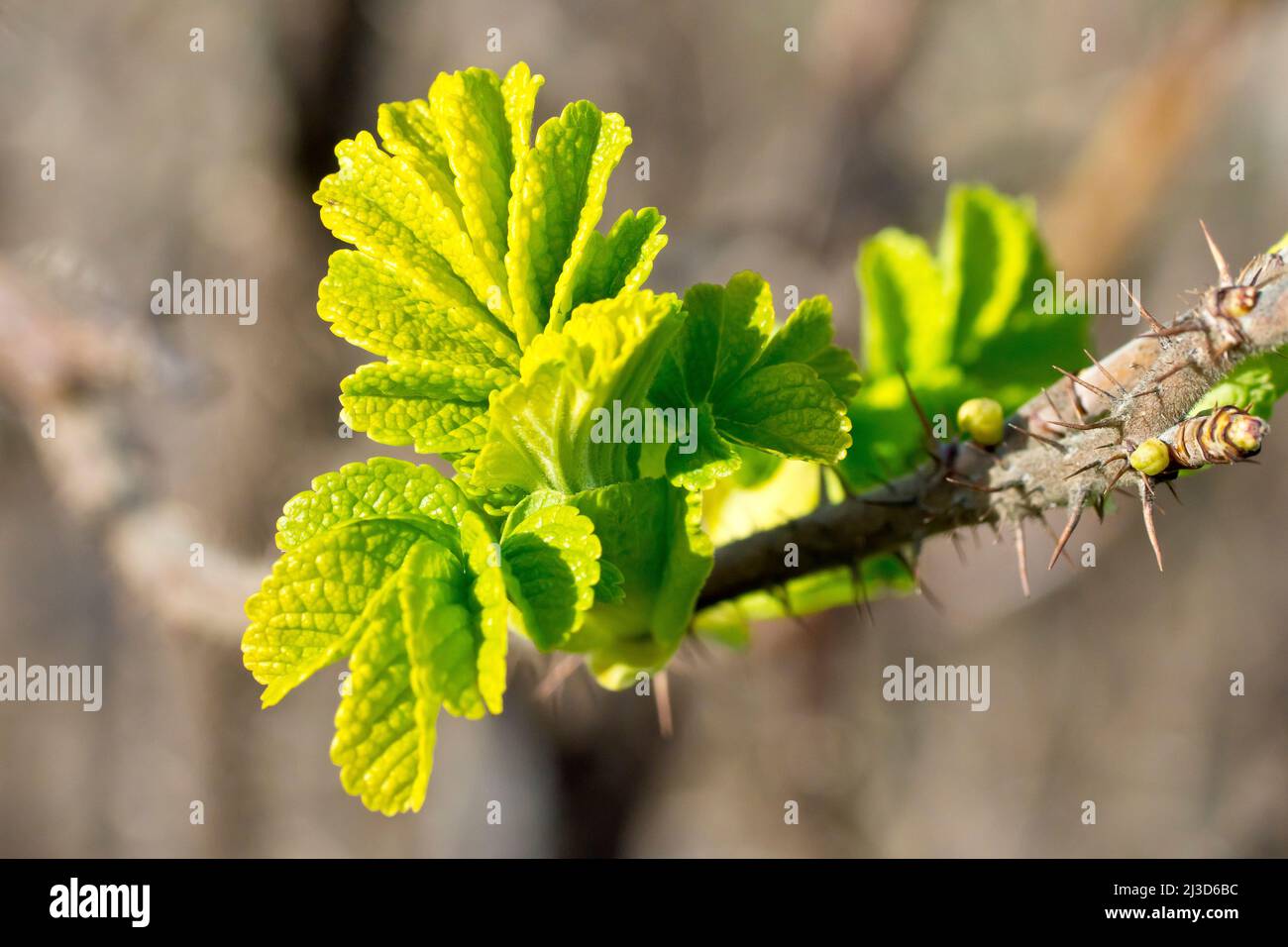 Wild Rose (rosa rugosa), also known as Japanese Rose, close up of the ...
