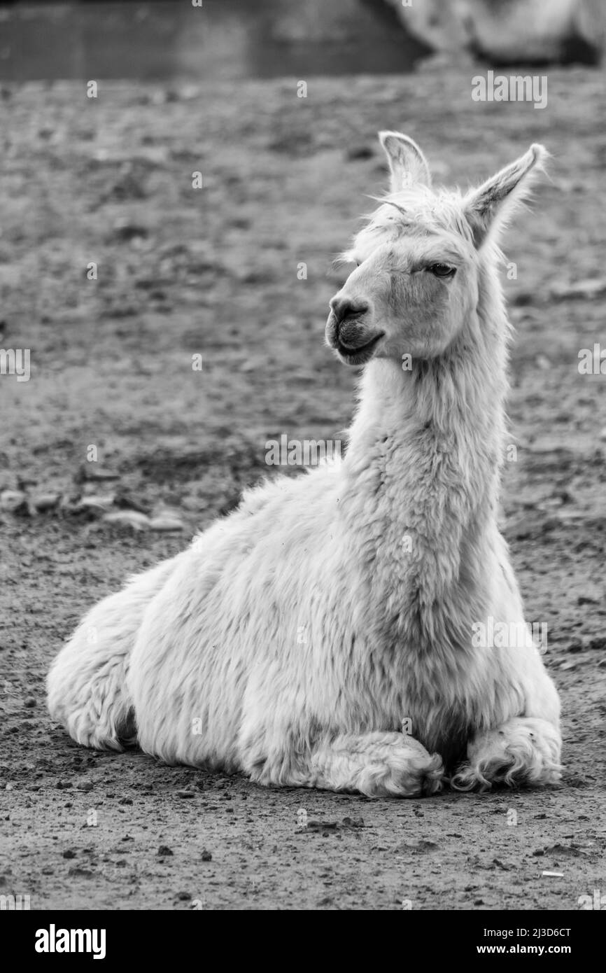 Lama head Black and White Stock Photos & Images - Alamy