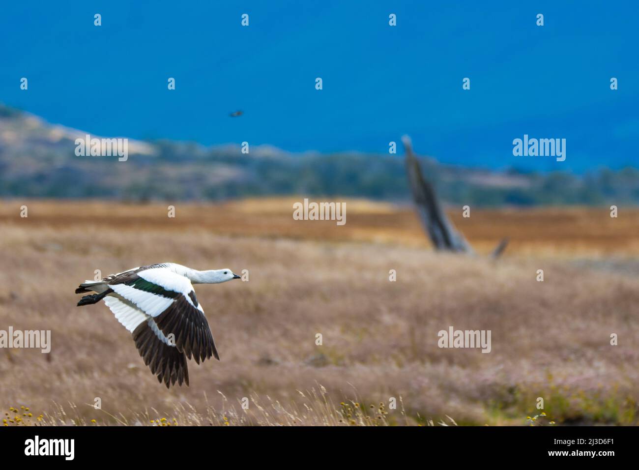 Gull flying over duck hi-res stock photography and images - Alamy