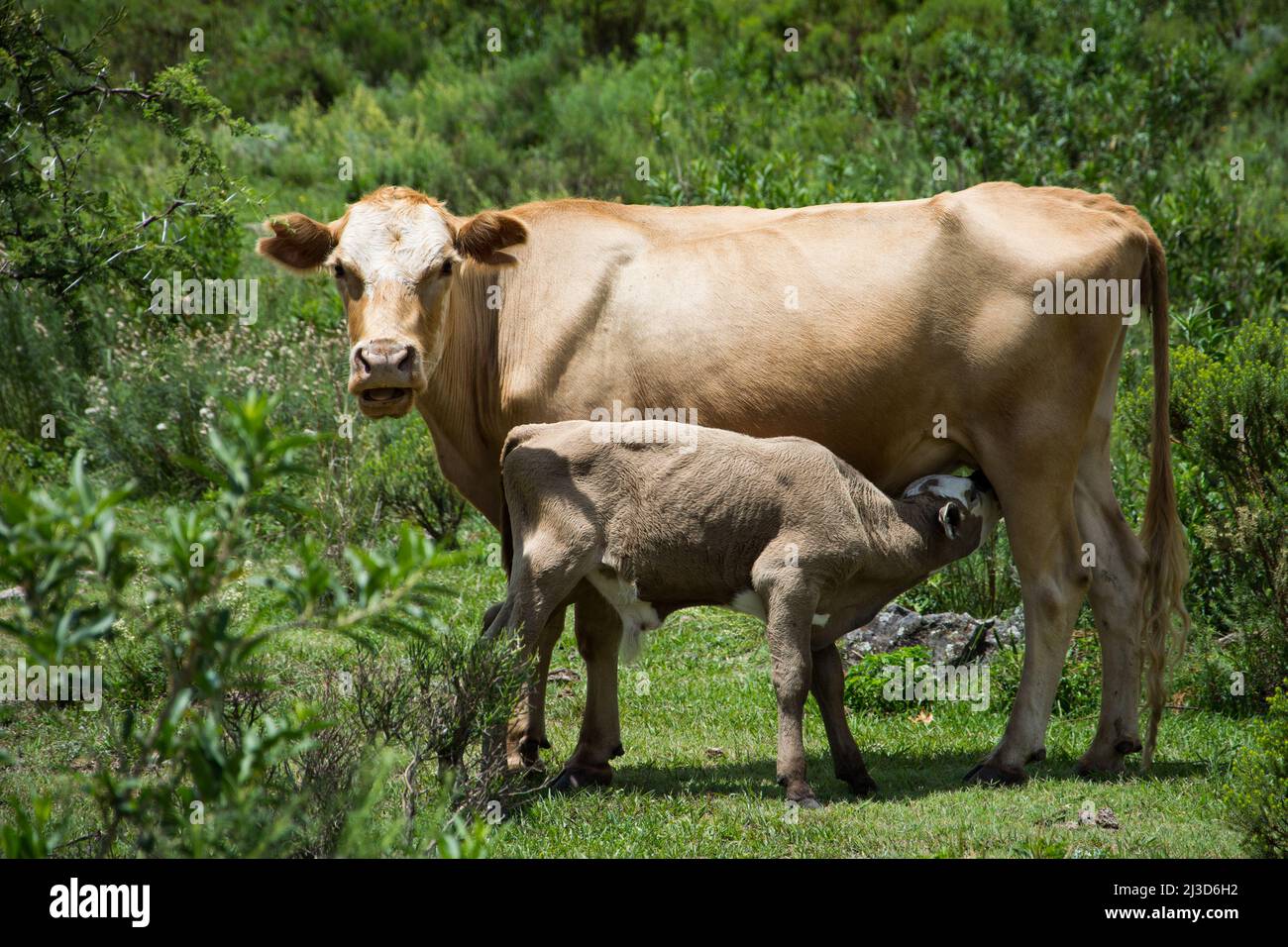 Cow nursing her calf in green nature Stock Photo - Alamy