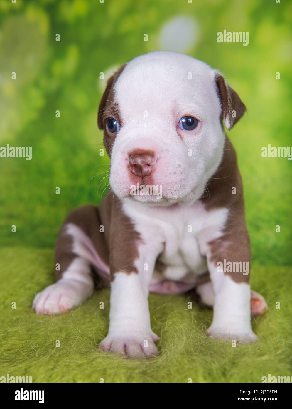 Funny American Bullies puppy on green background Stock Photo - Alamy