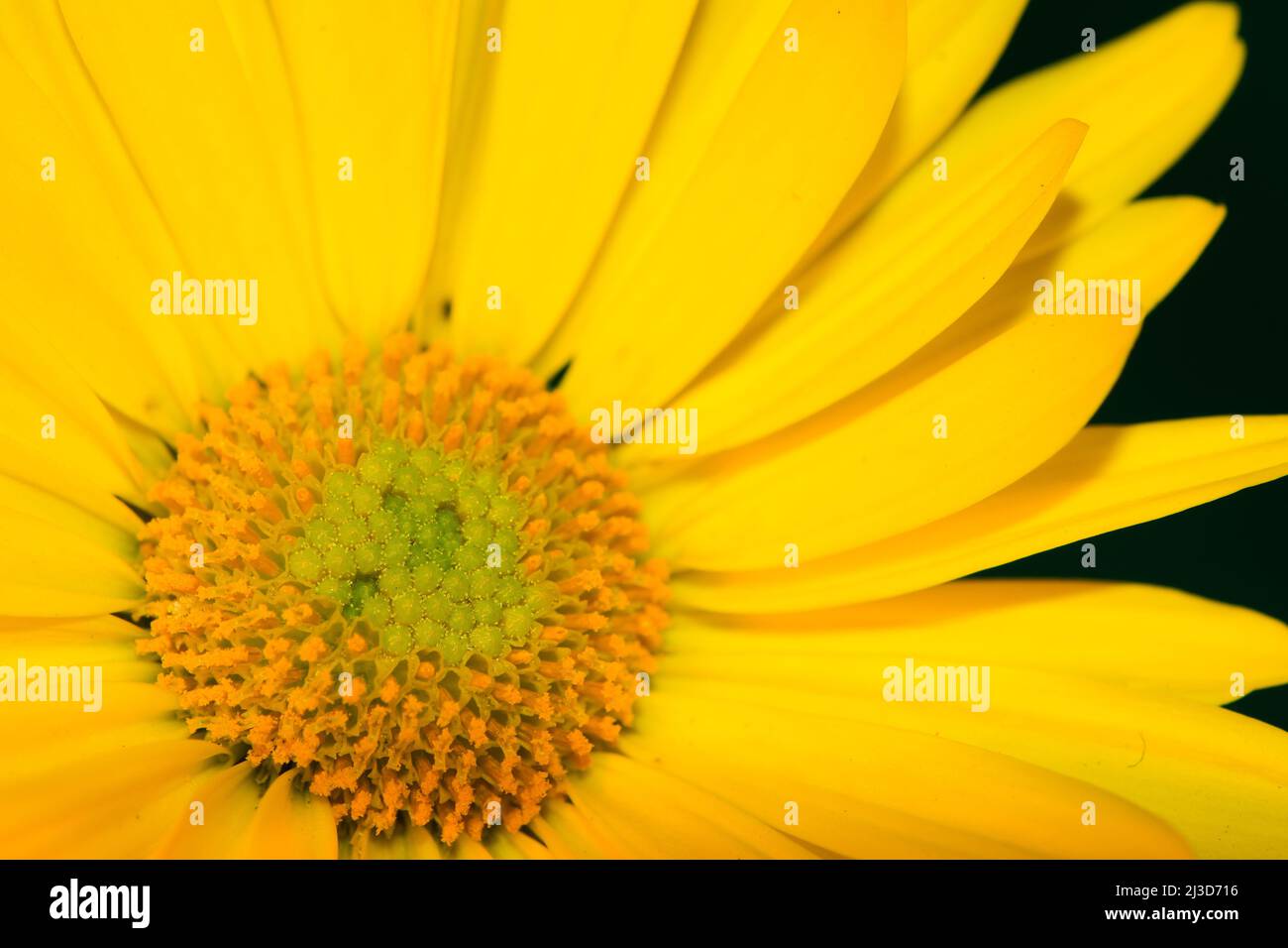 Look yellow flower sunflower hi-res stock photography and images - Alamy