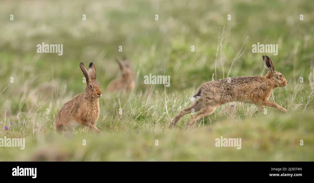 Hare leaping hi-res stock photography and images - Alamy