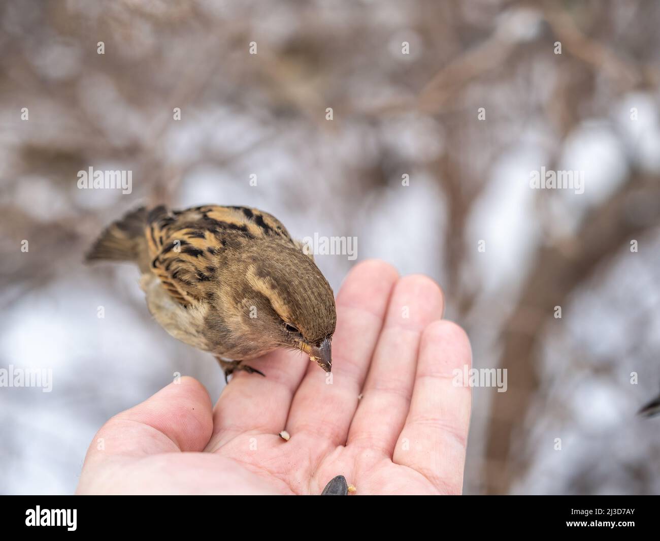 Sparrow eats seeds from a man's hand. A Sparrow bird sitting on the ...