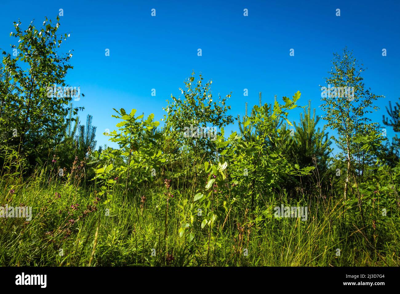Pine trees, green grass field and blue sky Stock Photo - Alamy