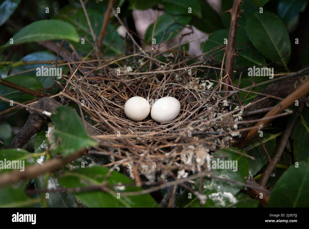 Collared Dove Eggs Identification At John Cargill Blog