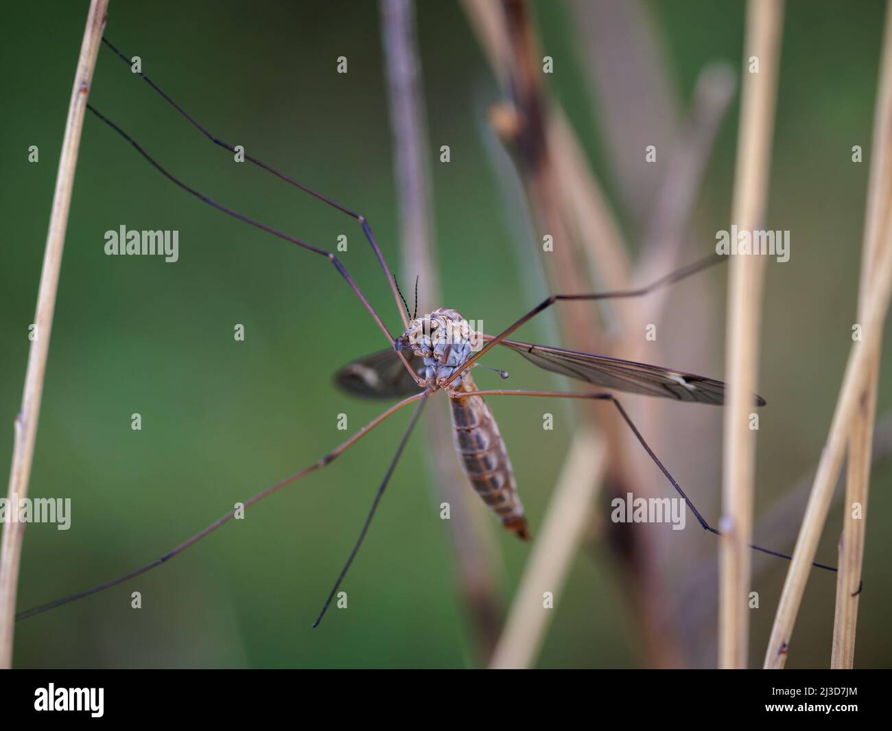 Crane fly is a common name referring to any member of the insect family ...