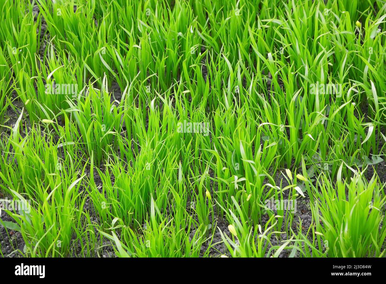 Fresh green young rush as a background Stock Photo - Alamy