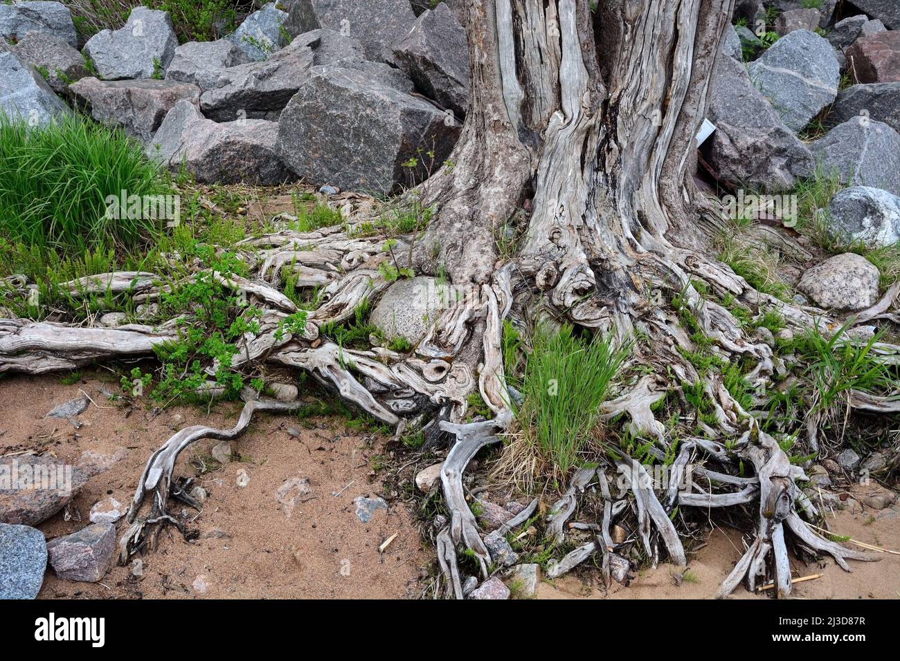 Tree roots. Picture can be used as a background Stock Photo - Alamy