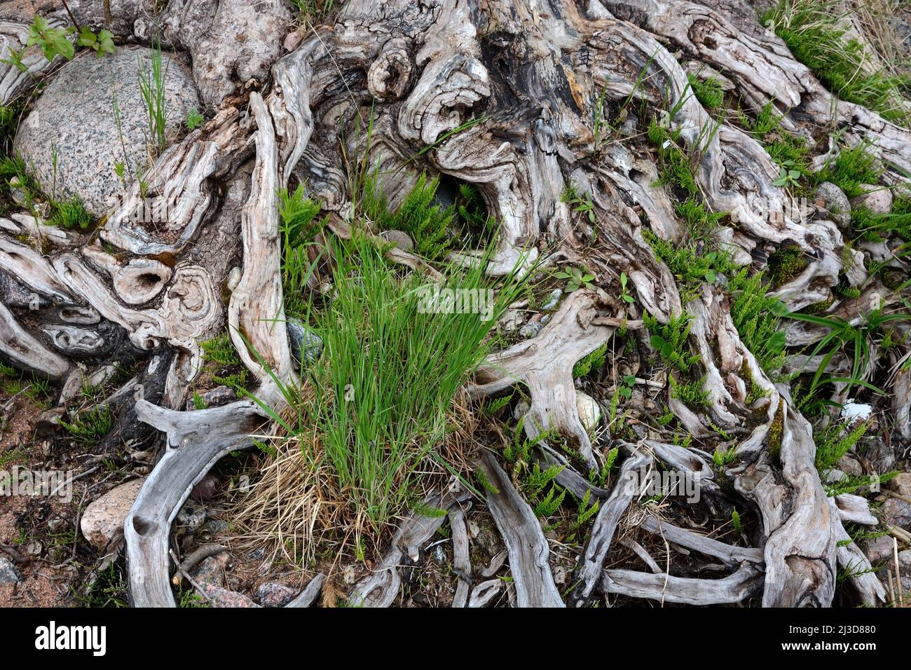Tree roots. Picture can be used as a background Stock Photo - Alamy