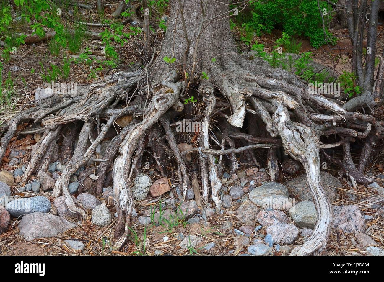 Tree roots. Picture can be used as a background Stock Photo - Alamy