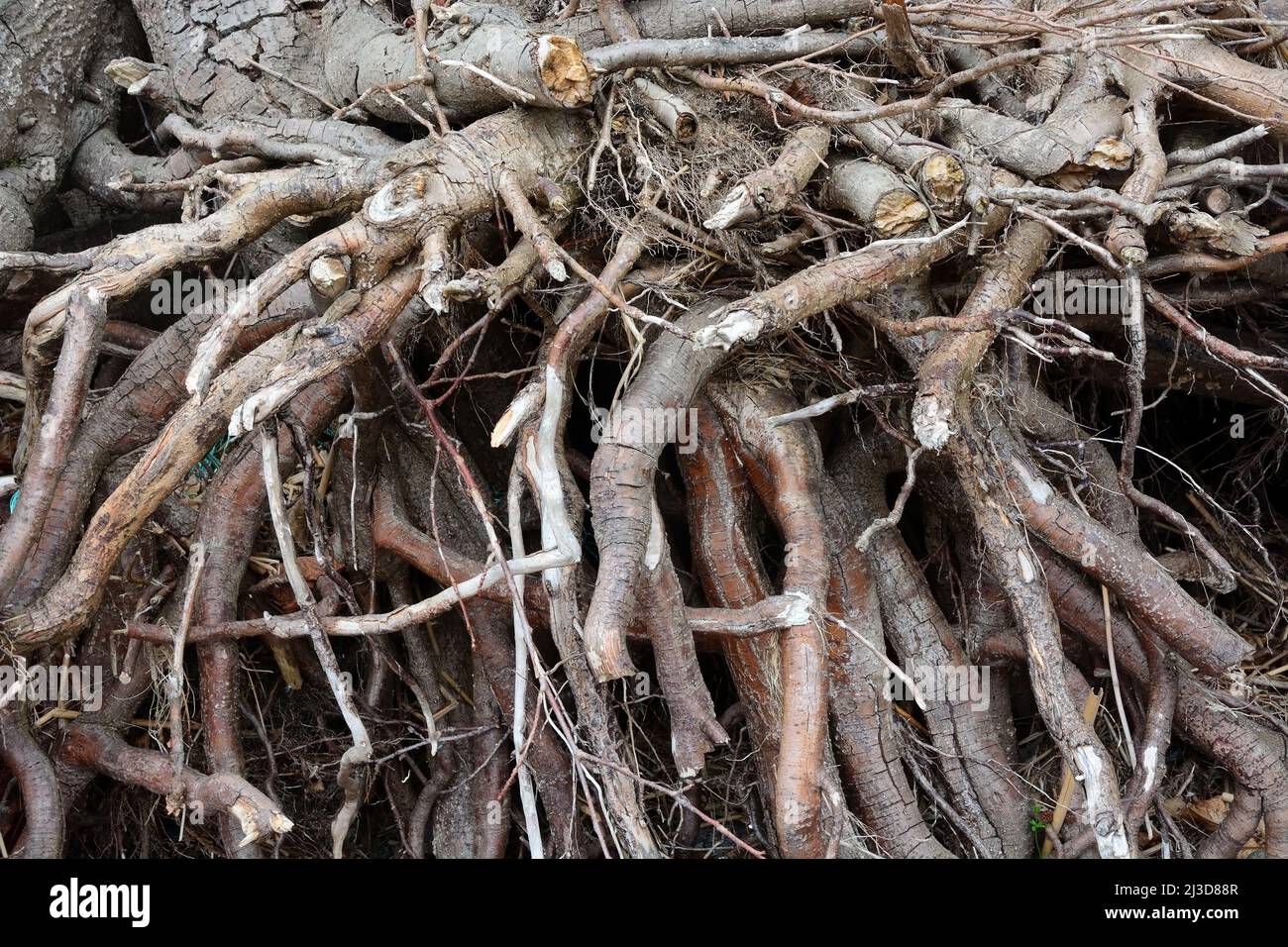Tree roots. Picture can be used as a background Stock Photo - Alamy