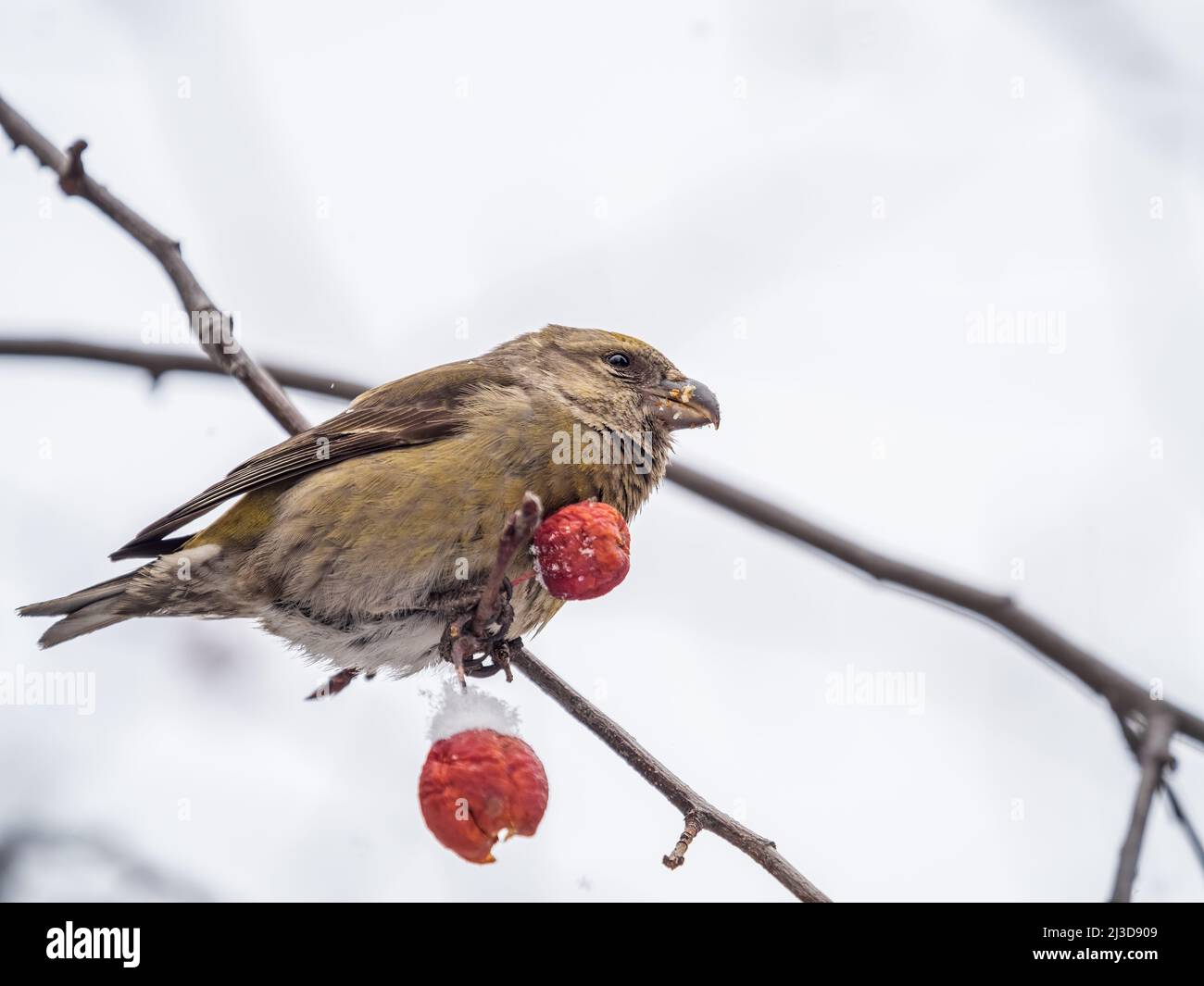 Red Crossbill female sitting on the tree branch and eats wild apple ...